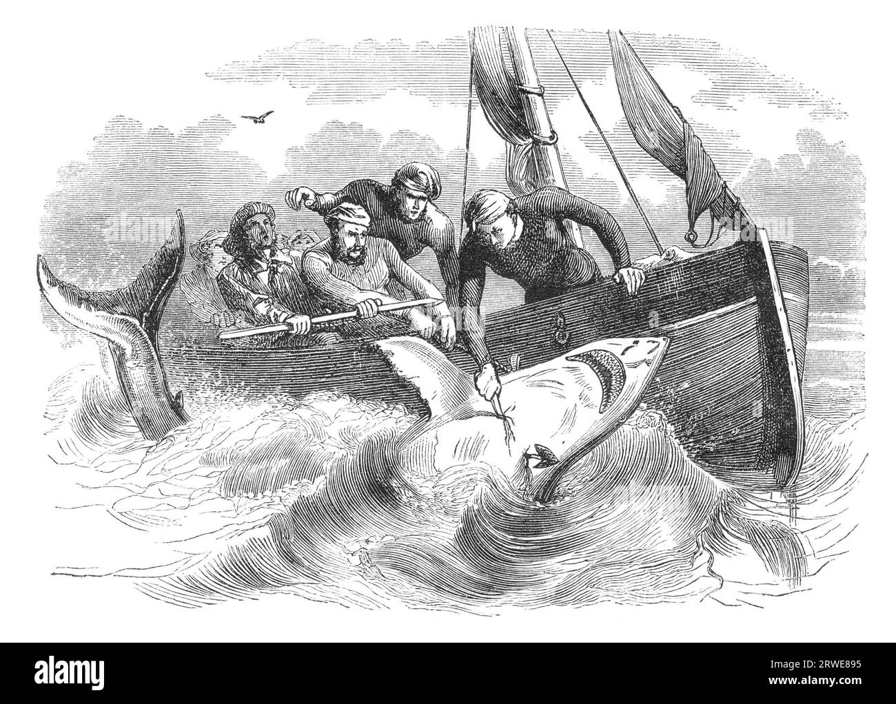 Fisherman killing a shark with a knife. Illustration from The Leisure ...