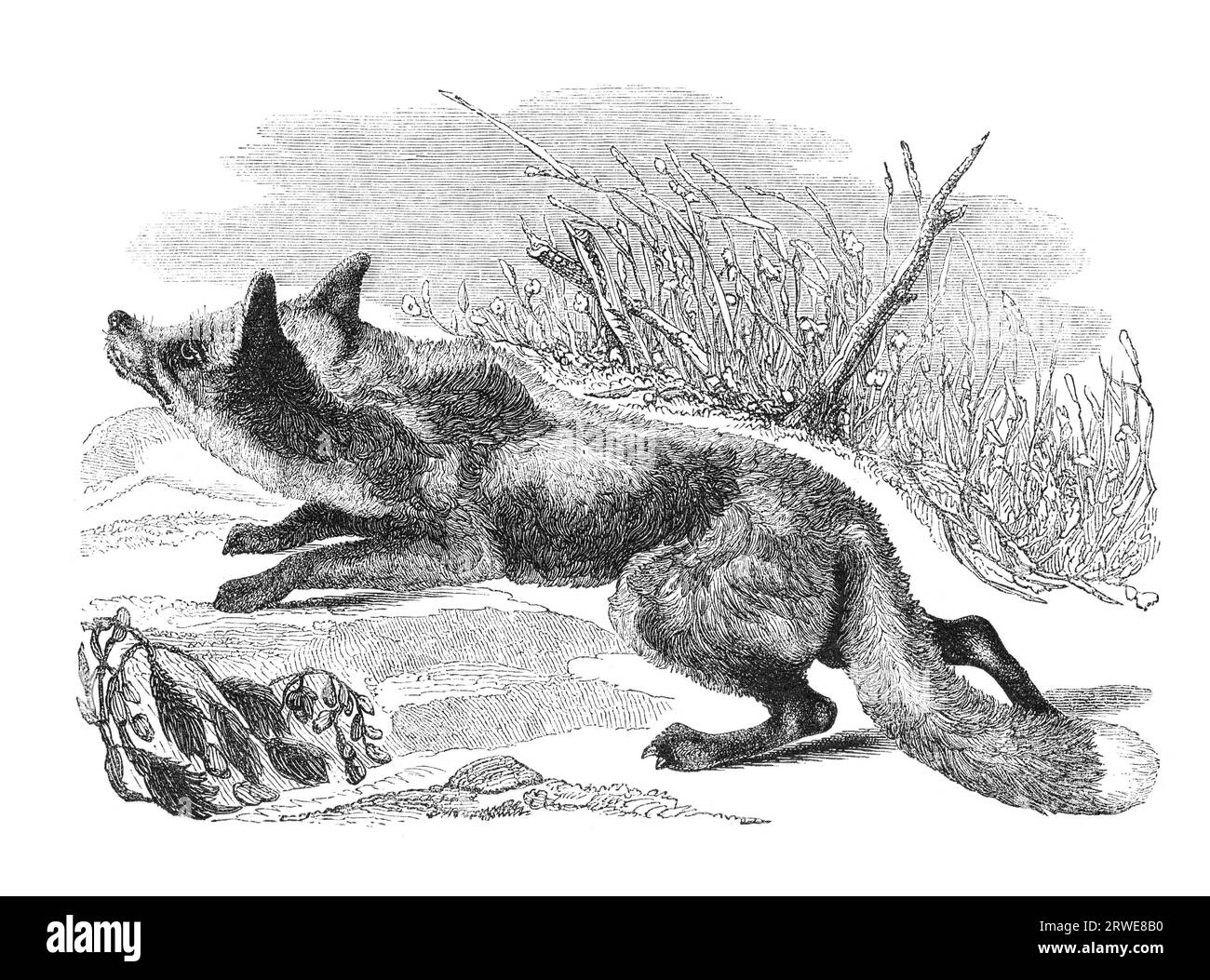 The Fox. Old Engraving from The Penny Magazine, may 1843 Stock Photo ...