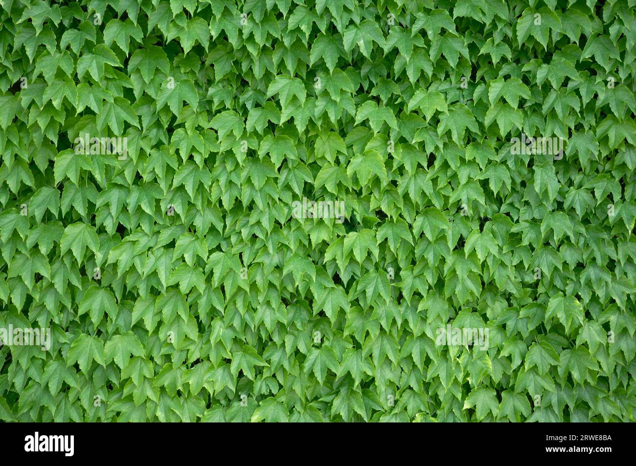 Natural background texture made of green leaves Stock Photo - Alamy