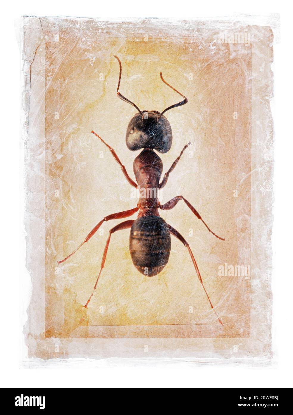 Dirty spot Cut Out Stock Images & Pictures - Alamy