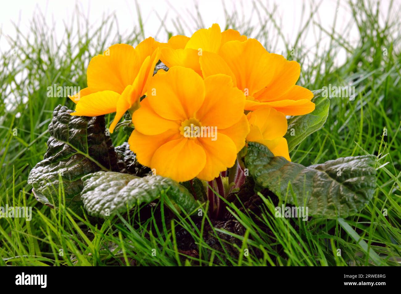 Primrose in the grass against a white background Stock Photo - Alamy