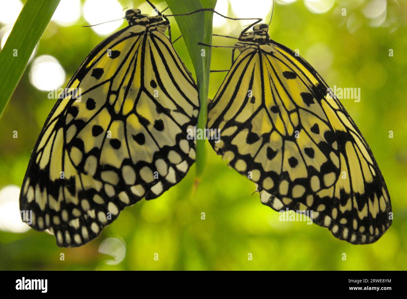 Tree nymphs hi-res stock photography and images - Alamy