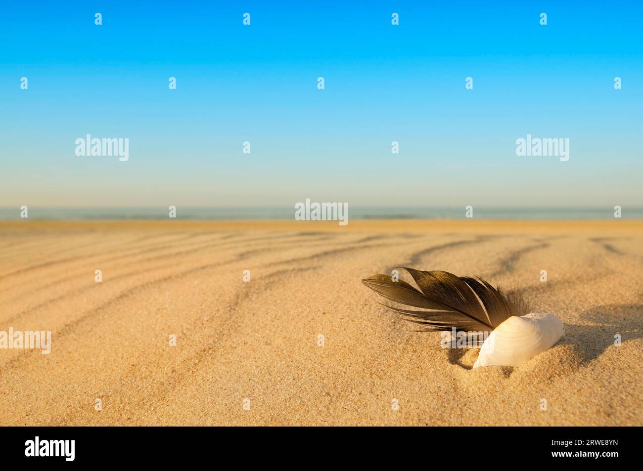 Feather and shell on the endless deserted beach Stock Photo - Alamy