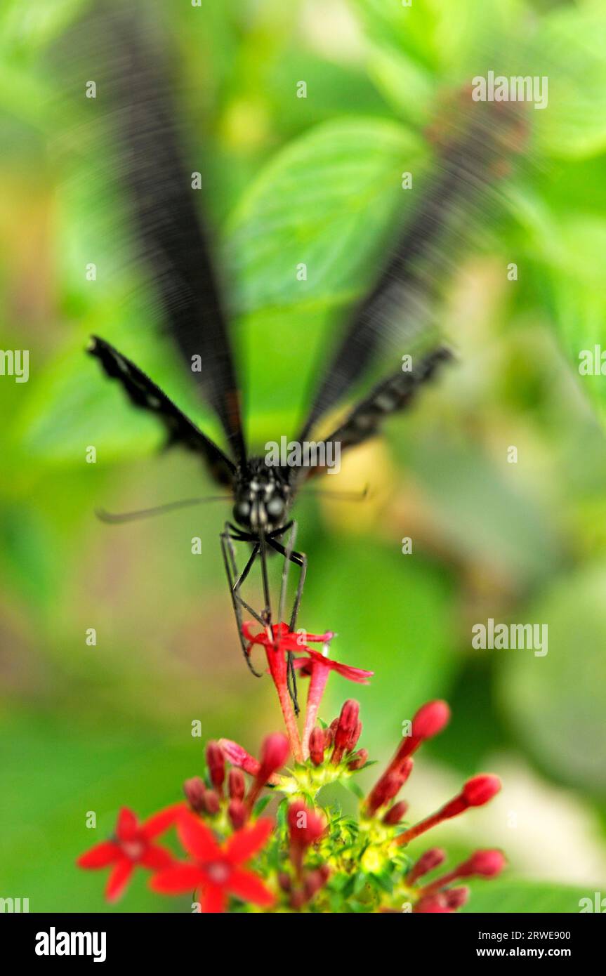 Flapping movement of wings hi-res stock photography and images - Alamy
