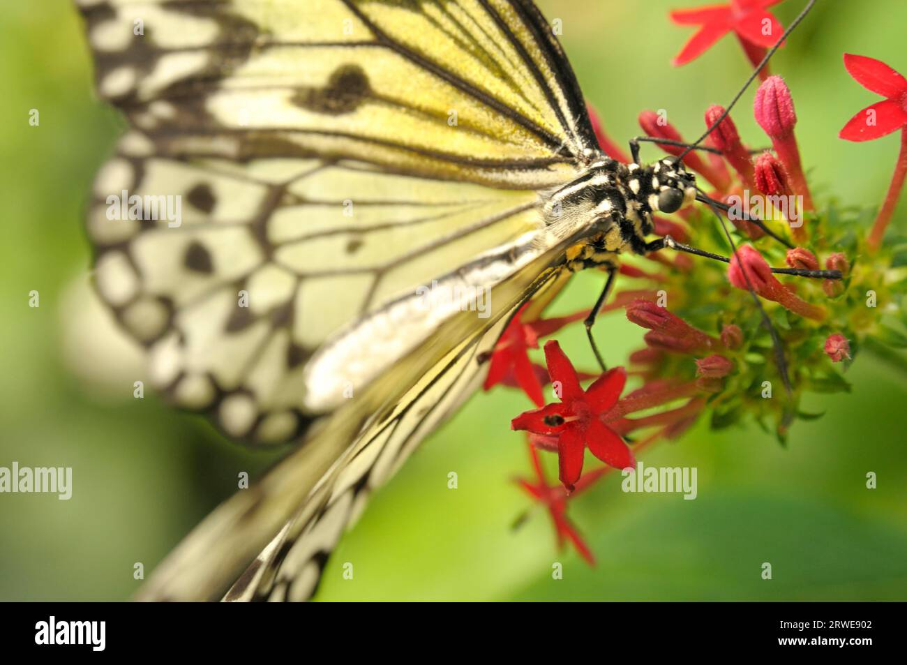 Asian america hi-res stock photography and images - Alamy