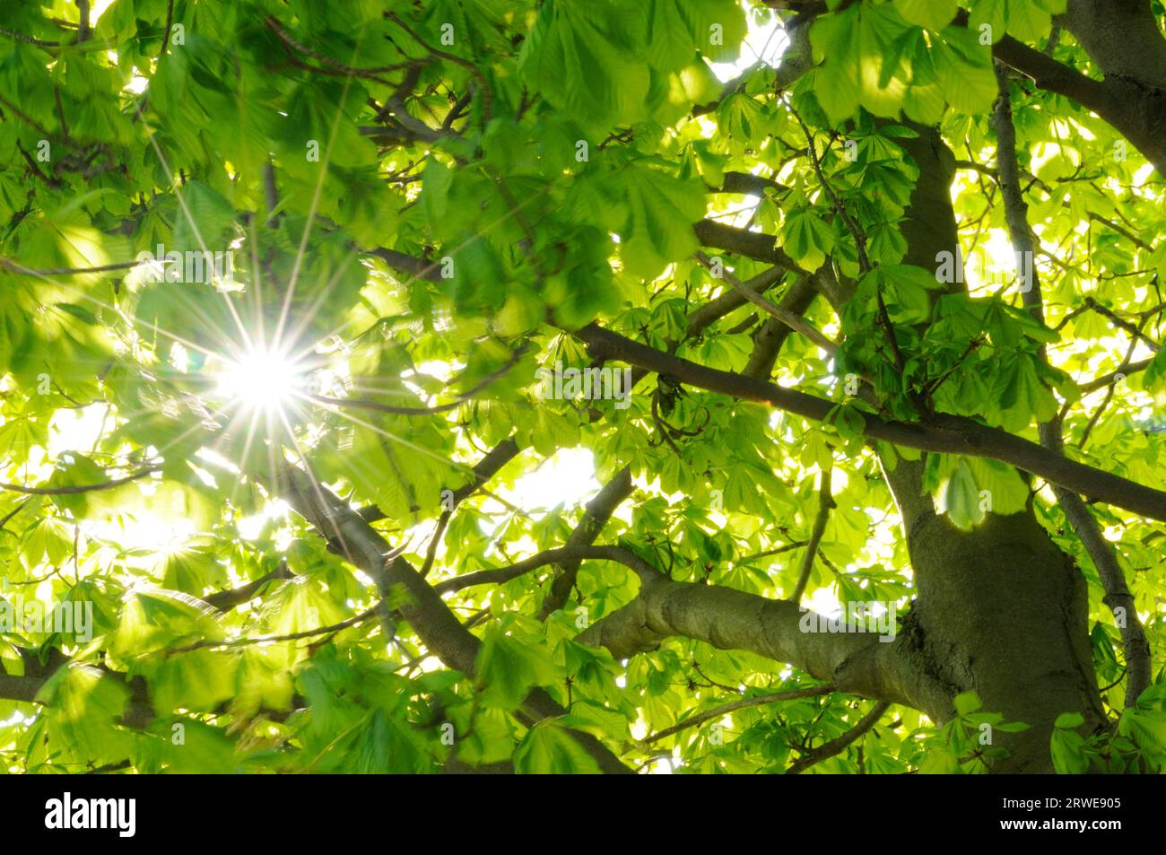 Deciduous tree canopy hi-res stock photography and images - Alamy