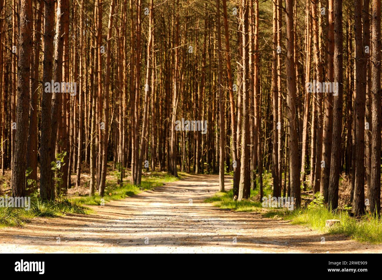 Go through the forest hi-res stock photography and images - Alamy