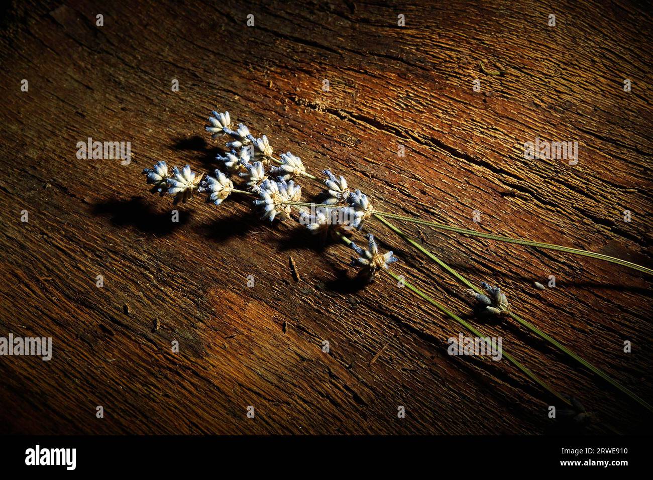 Lavender on a tree bark Stock Photo - Alamy