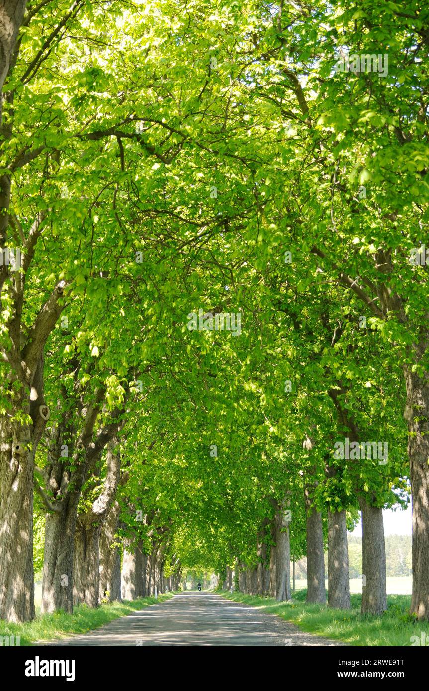 Tree canopy drive hi-res stock photography and images - Alamy