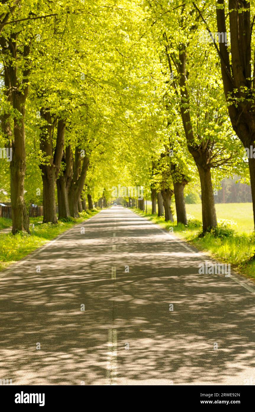 Road lined with trees Stock Photo - Alamy