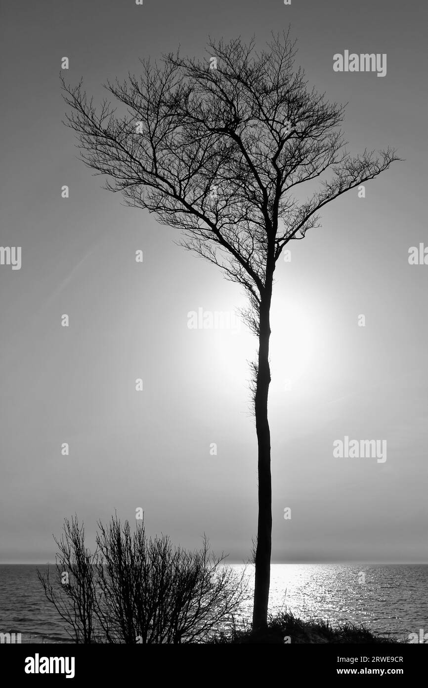 Germany fischland darss zingst Black and White Stock Photos & Images ...