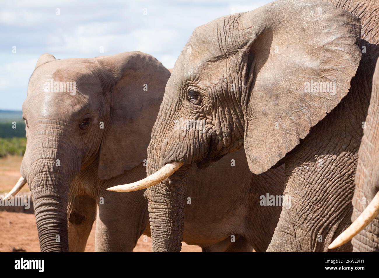 Elephants in Addo Elephant Park, South Africa Stock Photo - Alamy