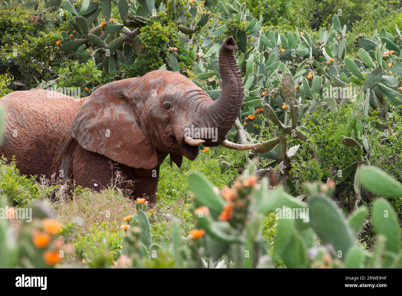 Elephants in Addo Elephant Park, South Africa Stock Photo - Alamy