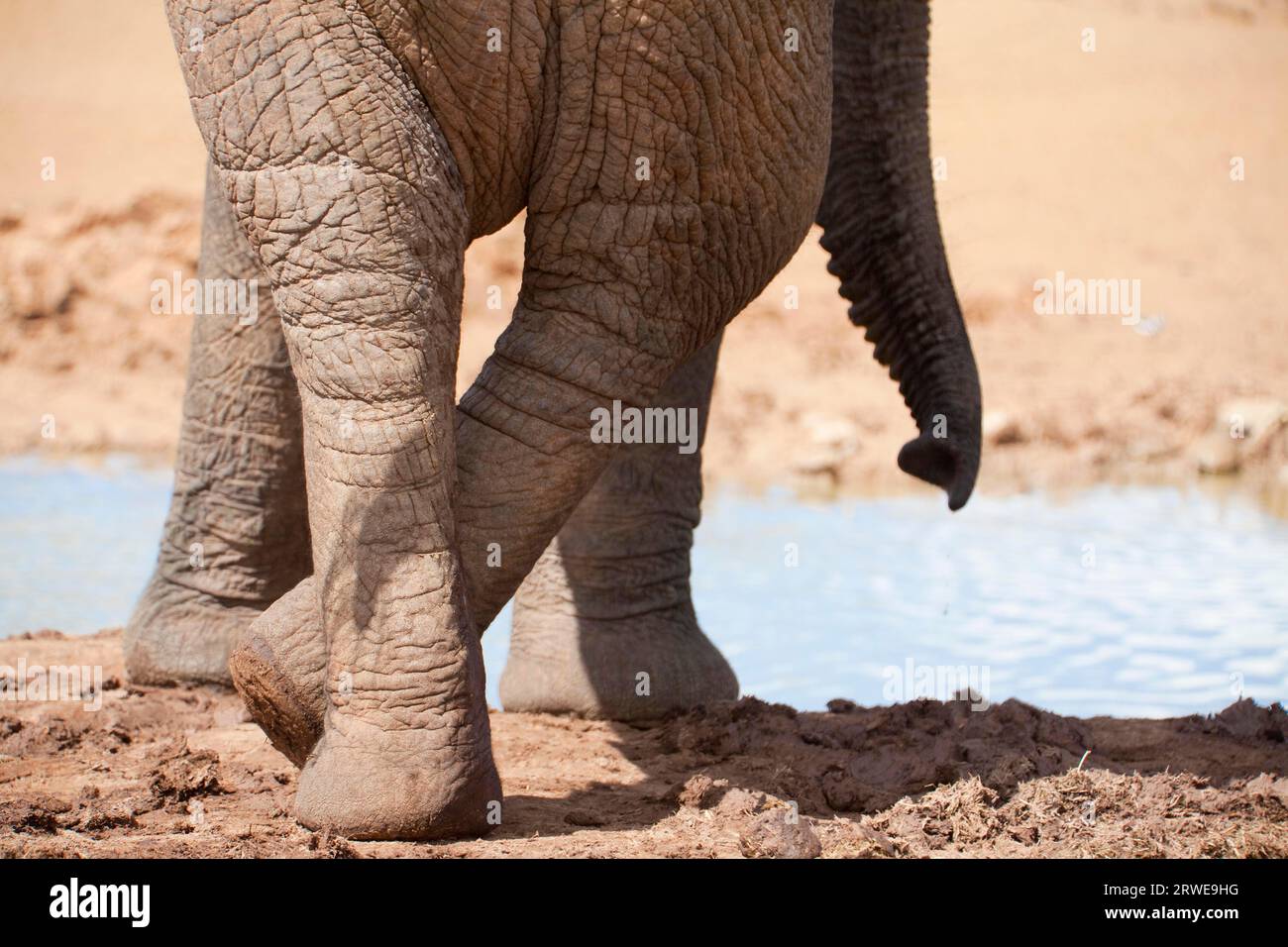 Elephants tooth cactus hi-res stock photography and images - Alamy