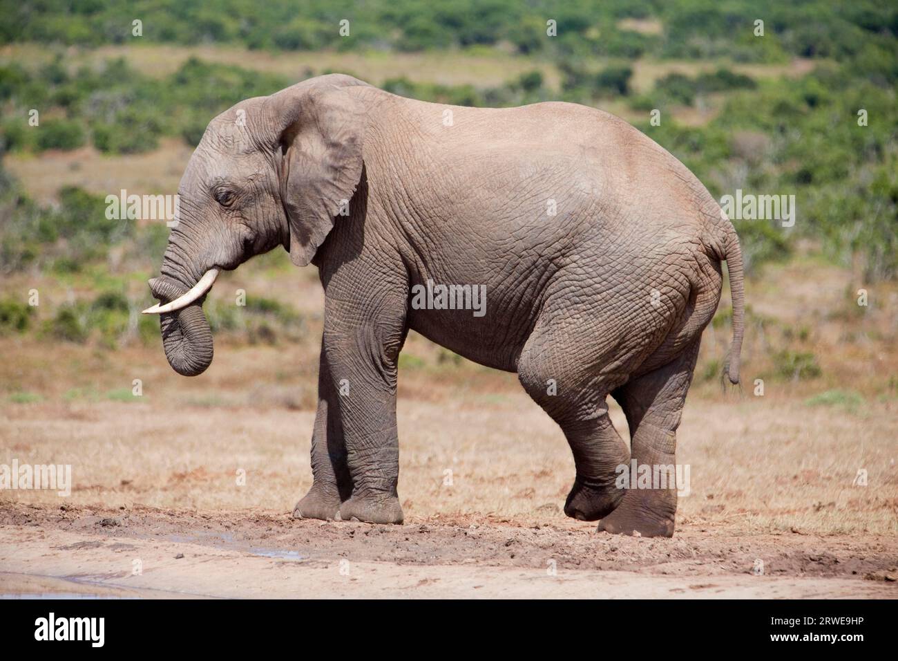 Elephants tooth cactus hi-res stock photography and images - Alamy