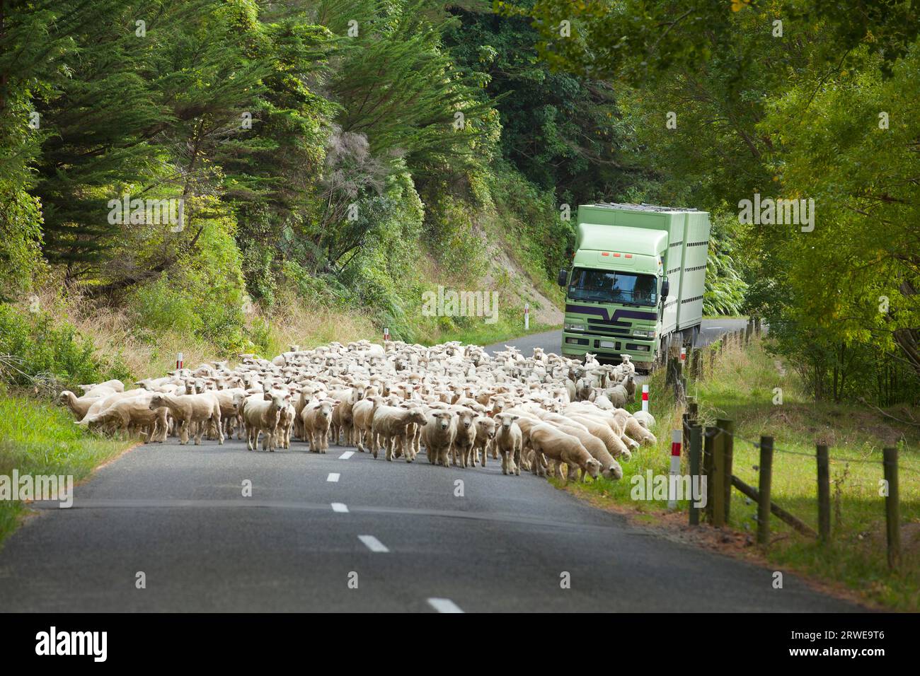 Sheep Farming in New Zealand Stock Photo - Alamy