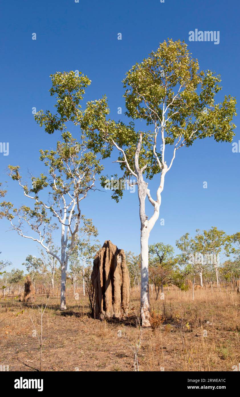 Termite Construction in the Australian Outback Stock Photo - Alamy