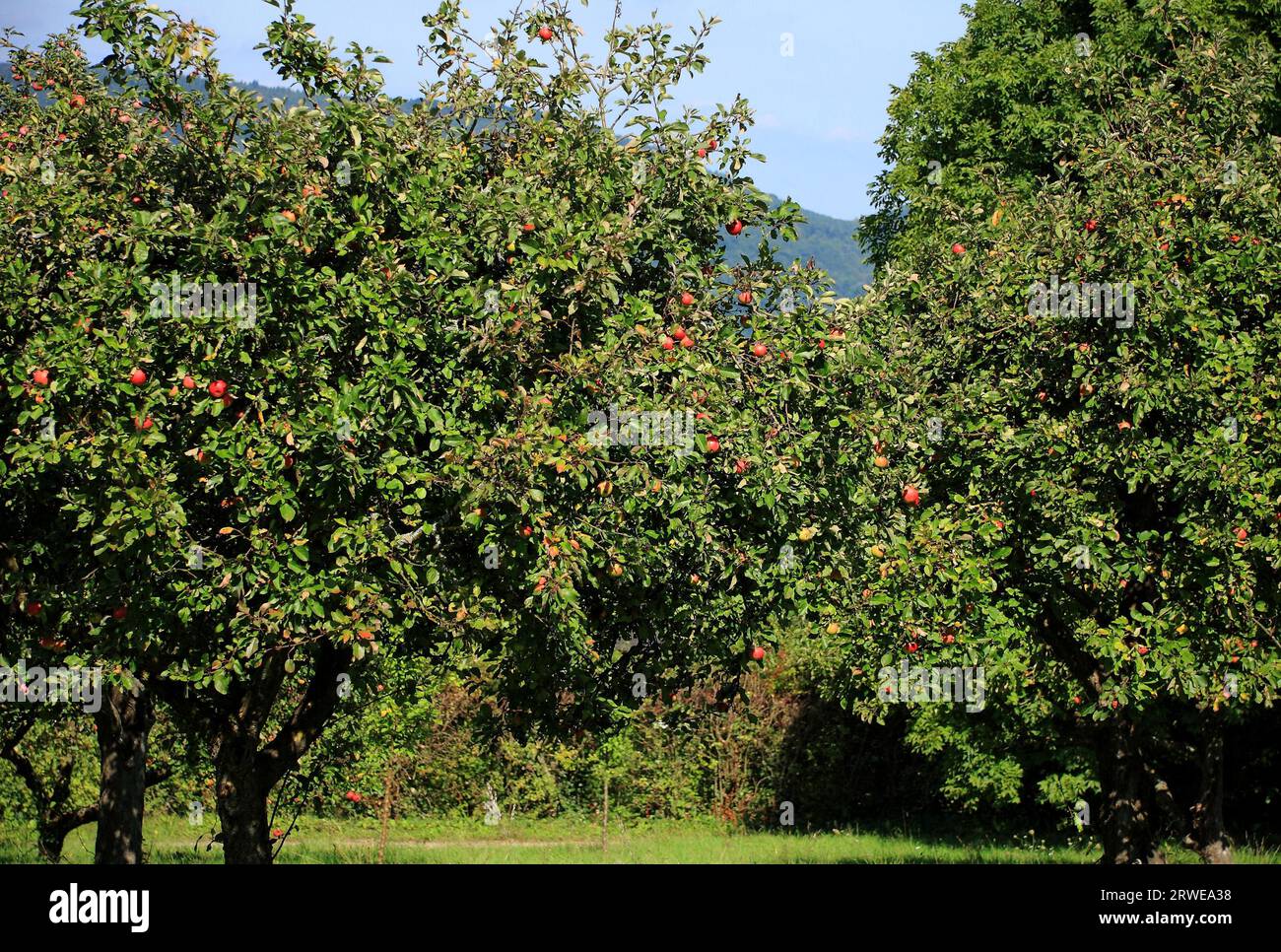 Landscape with apple trees, sunlit Stock Photo - Alamy