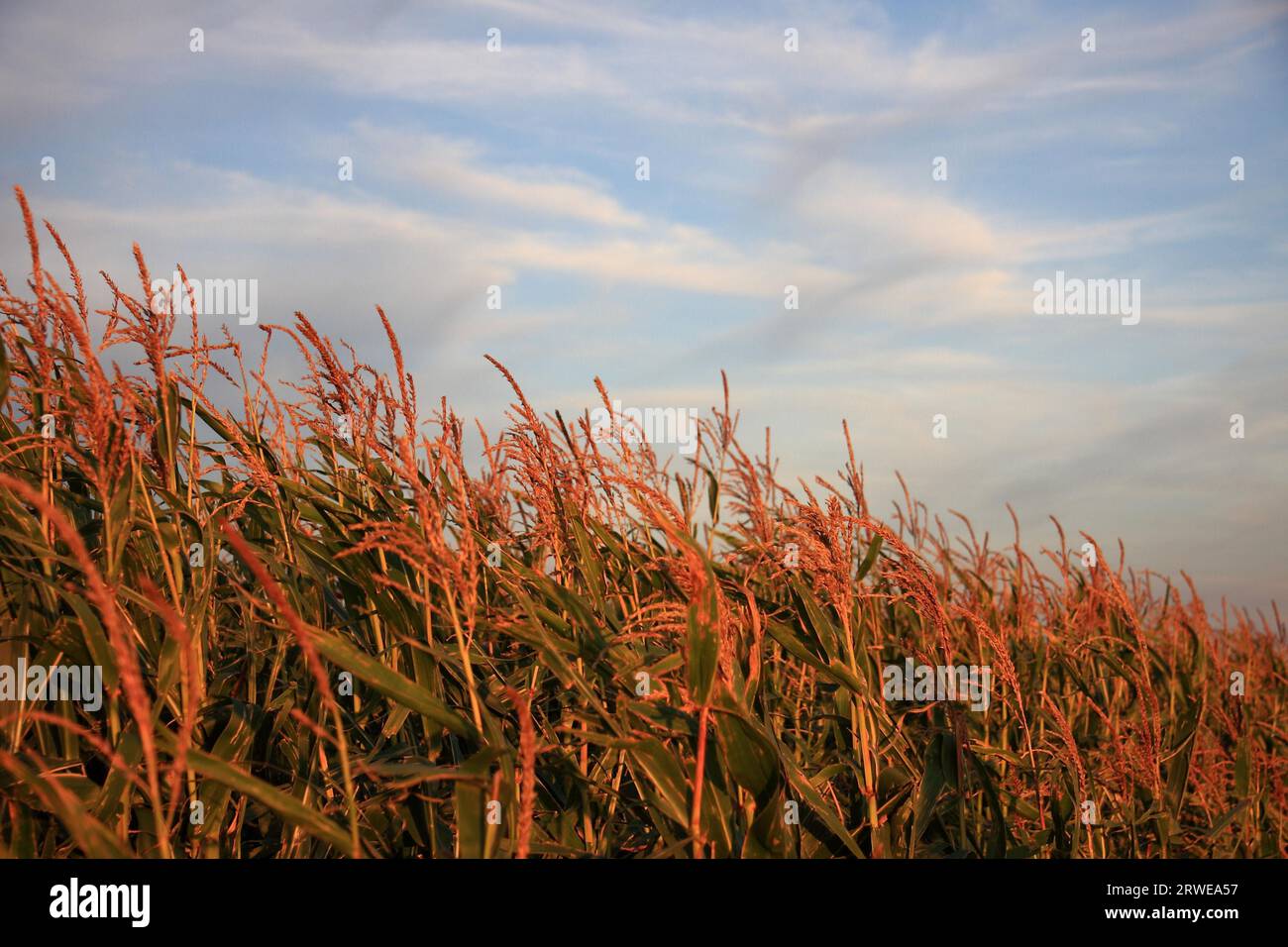 Flowering maize plants in the evening light, background blue-white sky ...