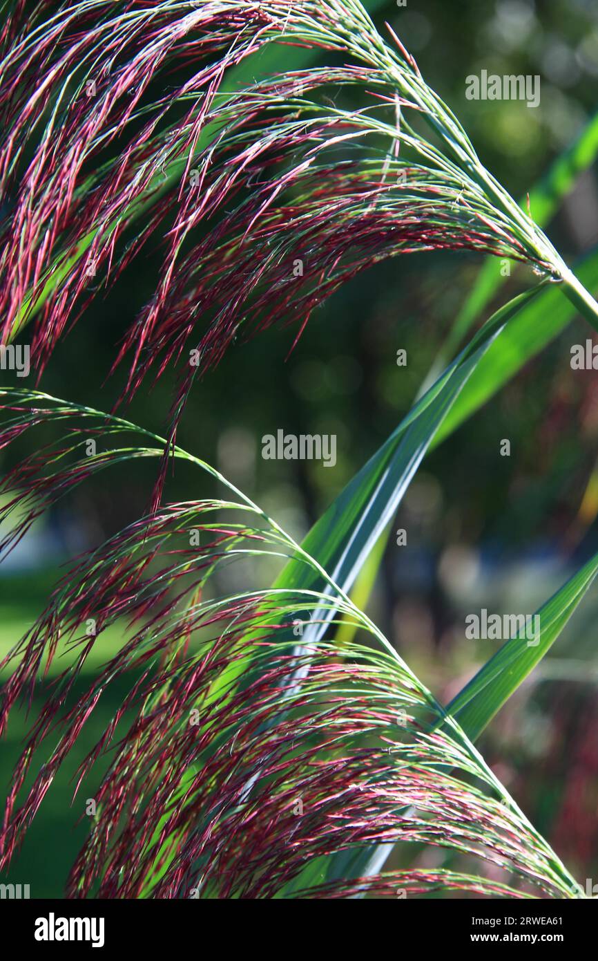 Reed taken hi-res stock photography and images - Alamy
