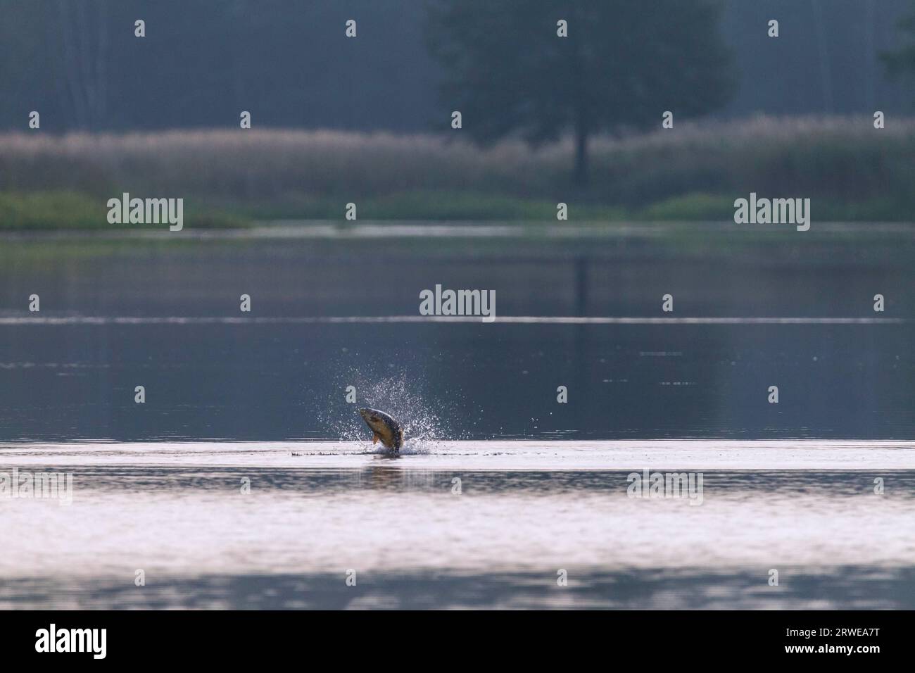 Mirror common carp (Cyprinus carpio) can spawn multiple times in a ...