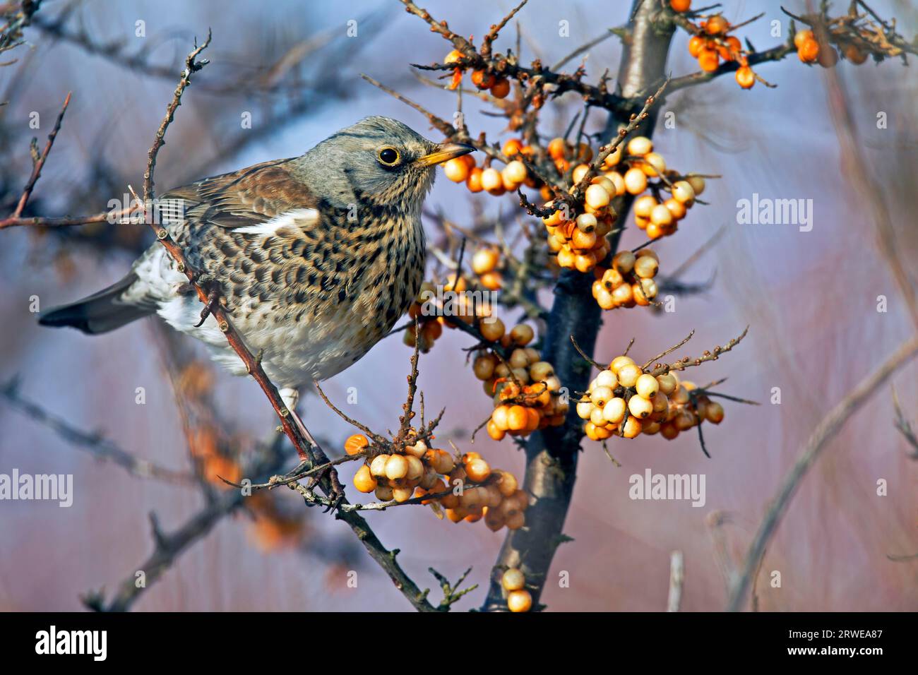 Fieldfare, the chicks leave the nest 14 days after hatching (Photo ...