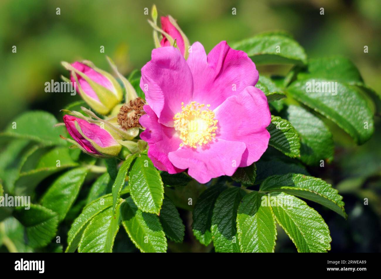 Dune rose hi-res stock photography and images - Alamy