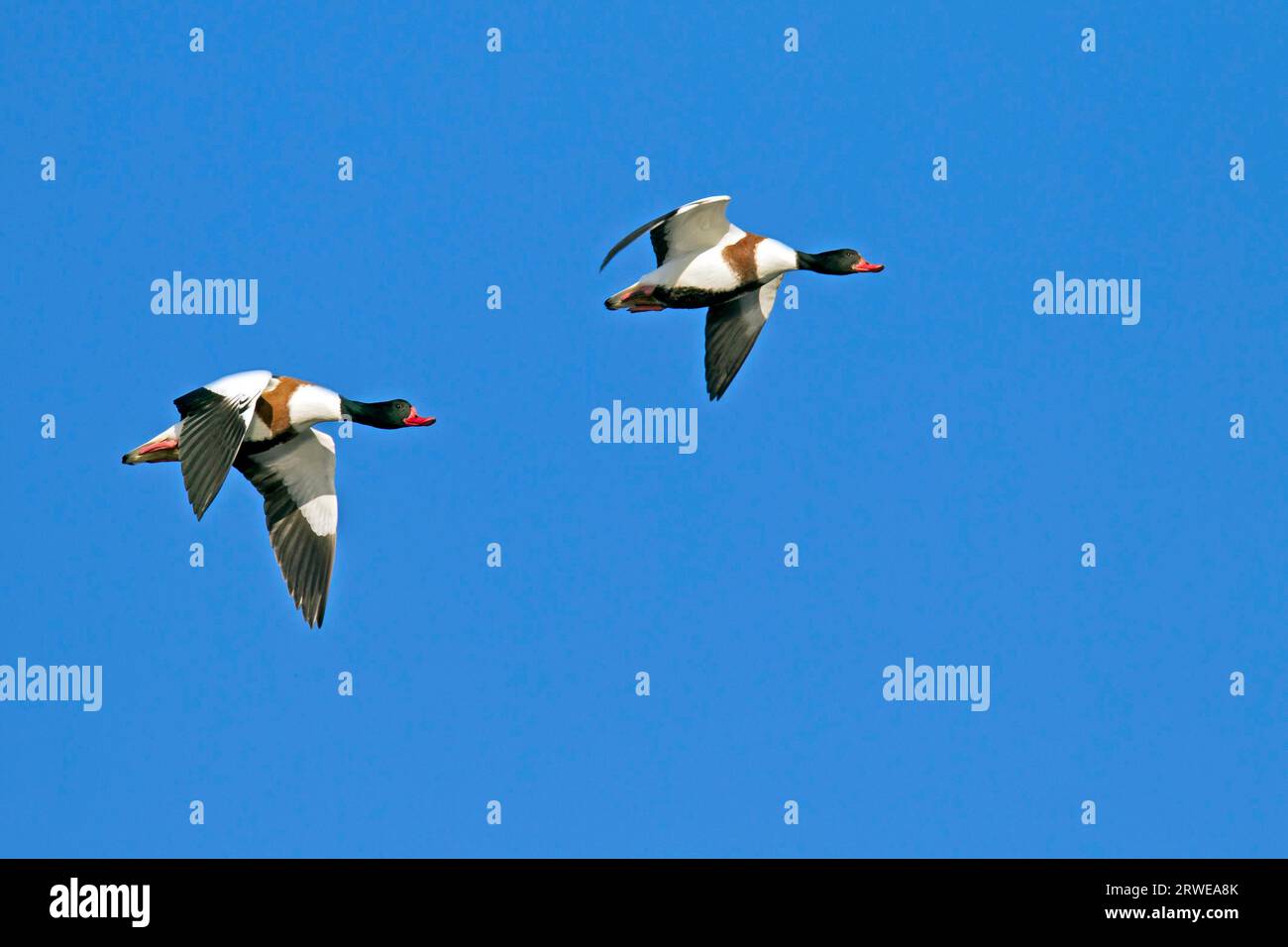 Common Shelduck (Tadorna tadorna), it takes 29, 31 days for the young ...