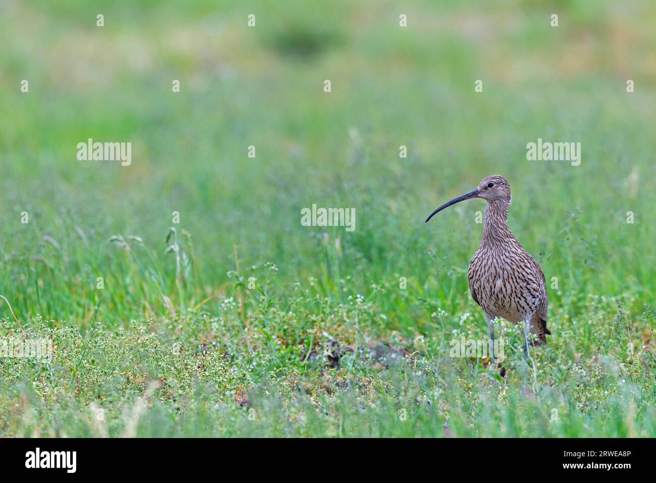 Curlew range hi-res stock photography and images - Alamy