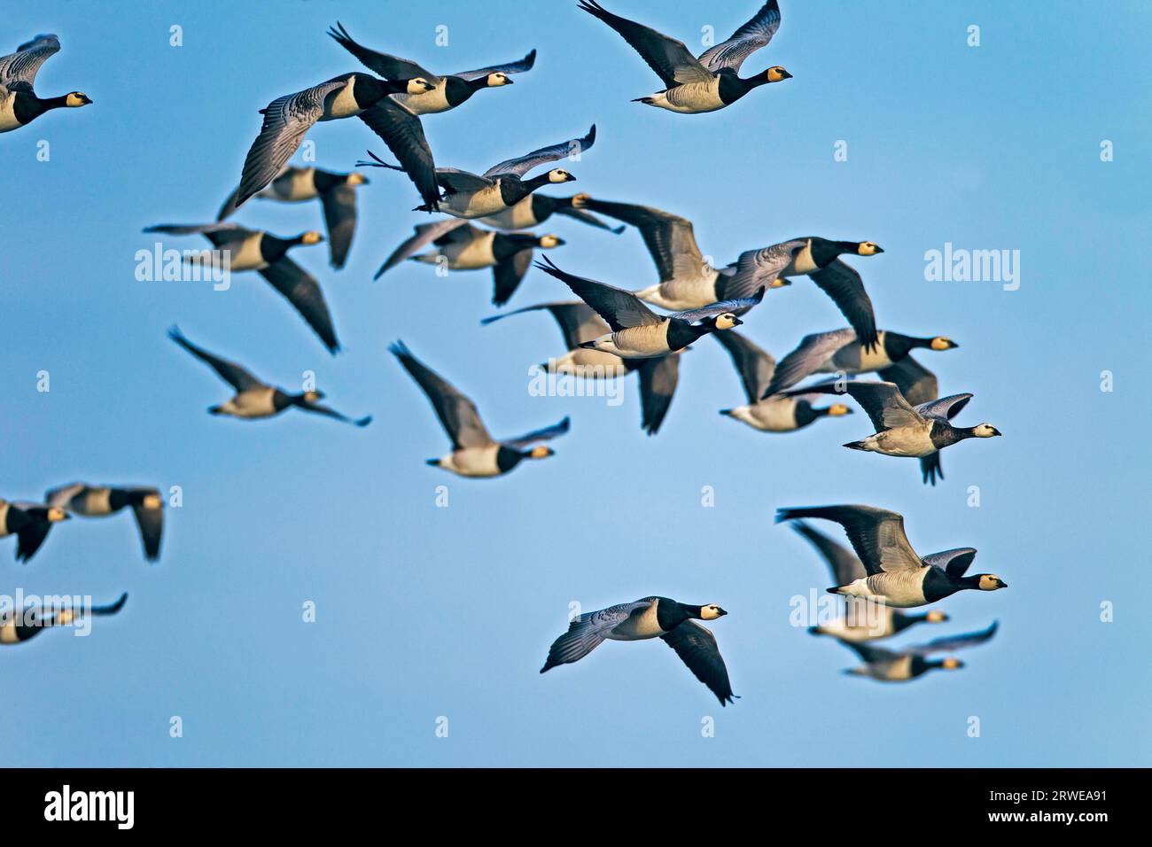 Barnacle goose (Branta leucopsis), the newly hatched young birds are ...