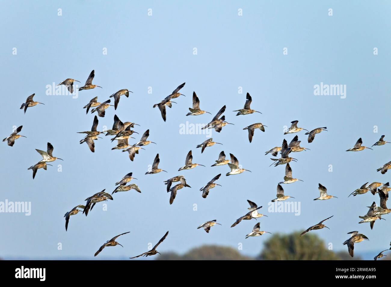 Curlew sandpiper migration hi-res stock photography and images - Alamy