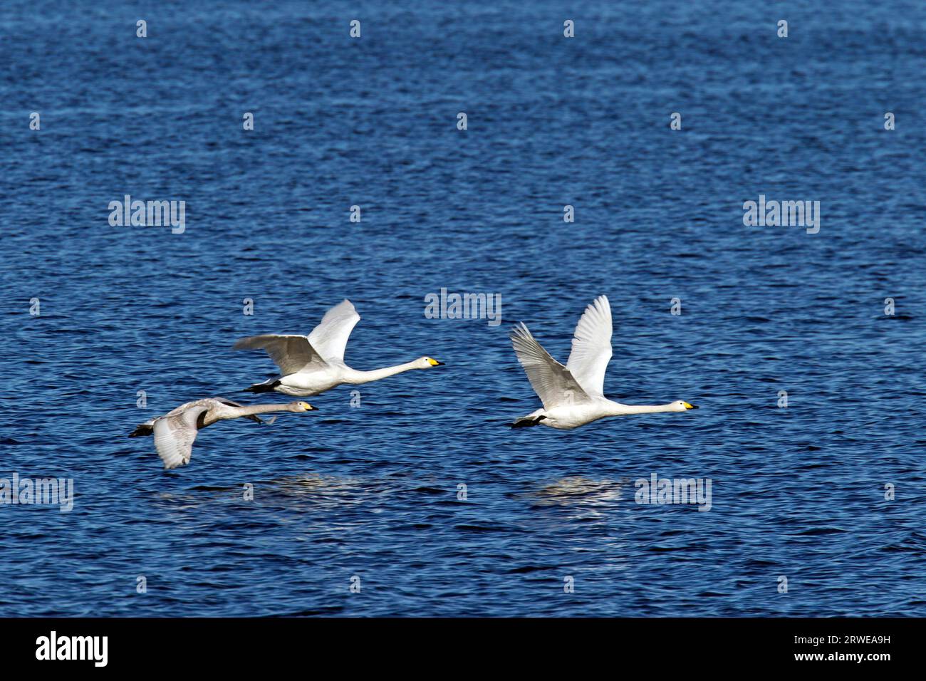 Whooper Swan, the young birds are only able to fly after 120, 150 days ...