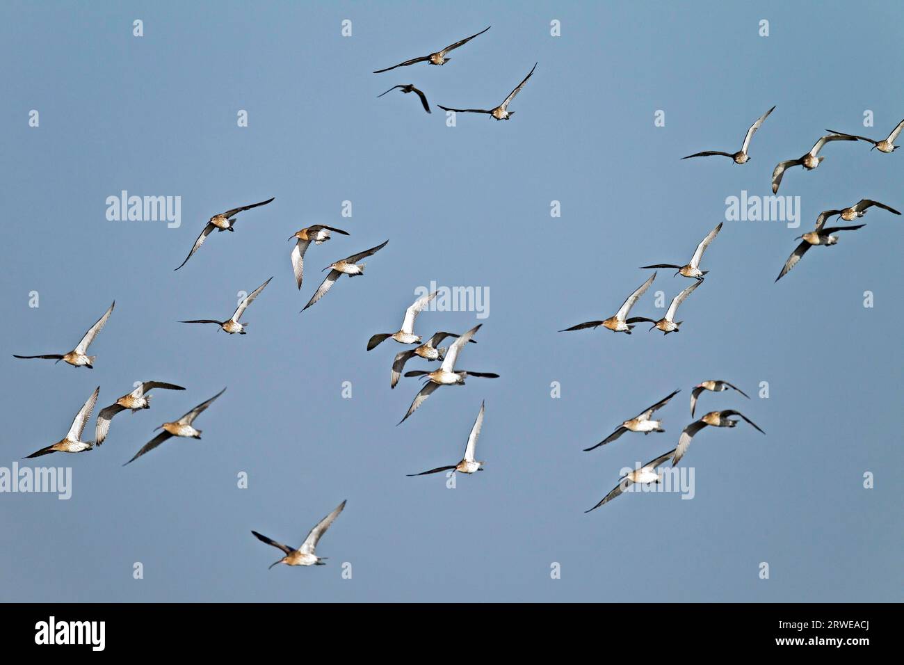 Eurasian Curlew (Numenius arquata), the eggs are laid at intervals of 2 ...