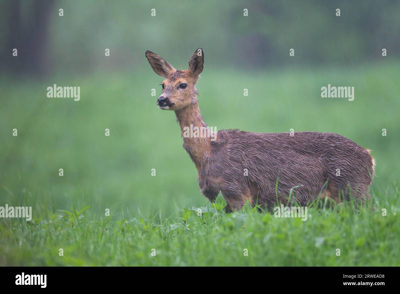 Female european roe deer (Capreolus capreolus) during change of coat in ...