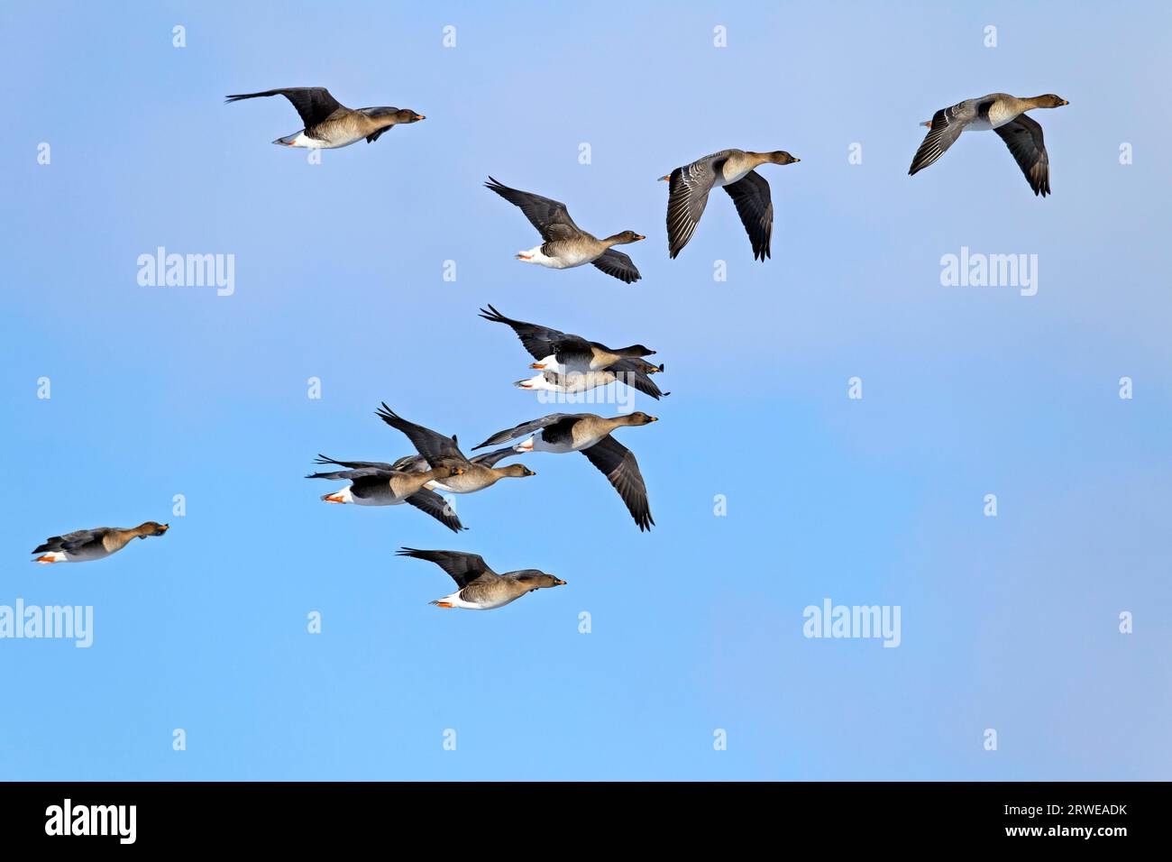 Bean Geese have a dark bill with an orange band in the middle, the legs ...