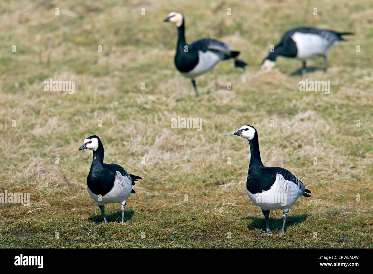 Barnacle geese feed on short grass, willow bud and catkins, lichens ...