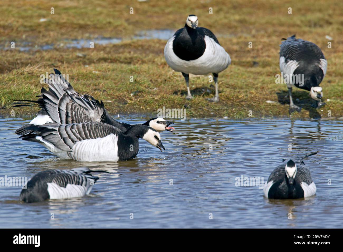 Barnacle geese are very gregarious birds, this also applies to the ...