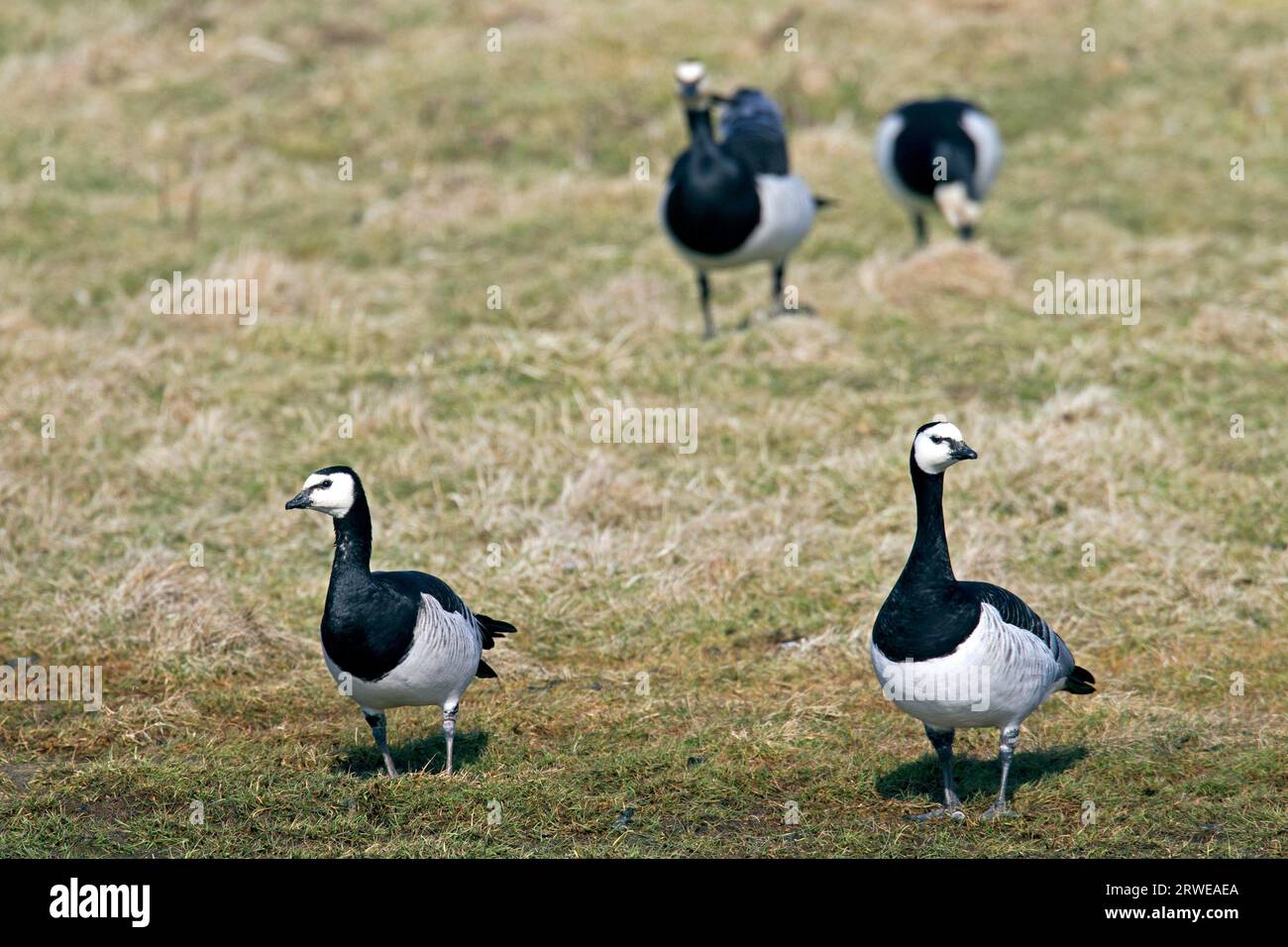 Barnacle geese reach a wingspan of 130, 145cm (Barnacle Goose) (Photo ...