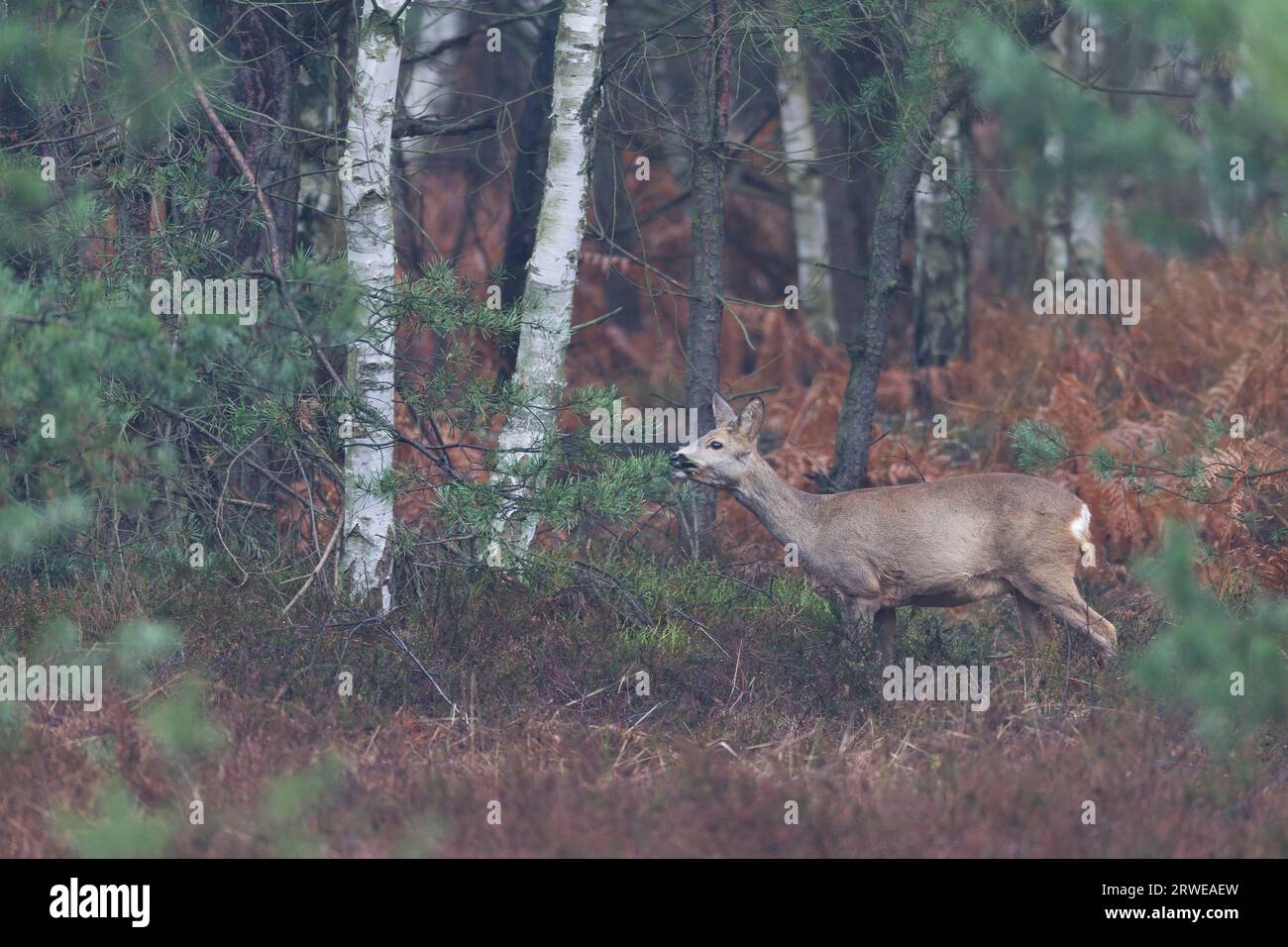 European roe deer (Capreolus capreolus) is the smallest naturally ...