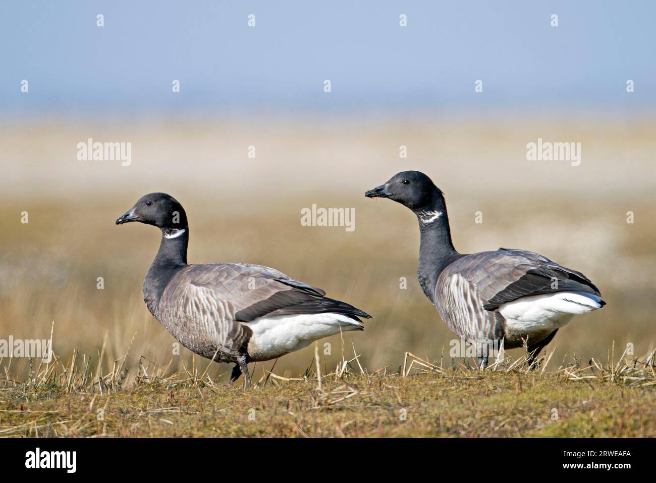 Brant goose bernicla breeding hi-res stock photography and images - Alamy
