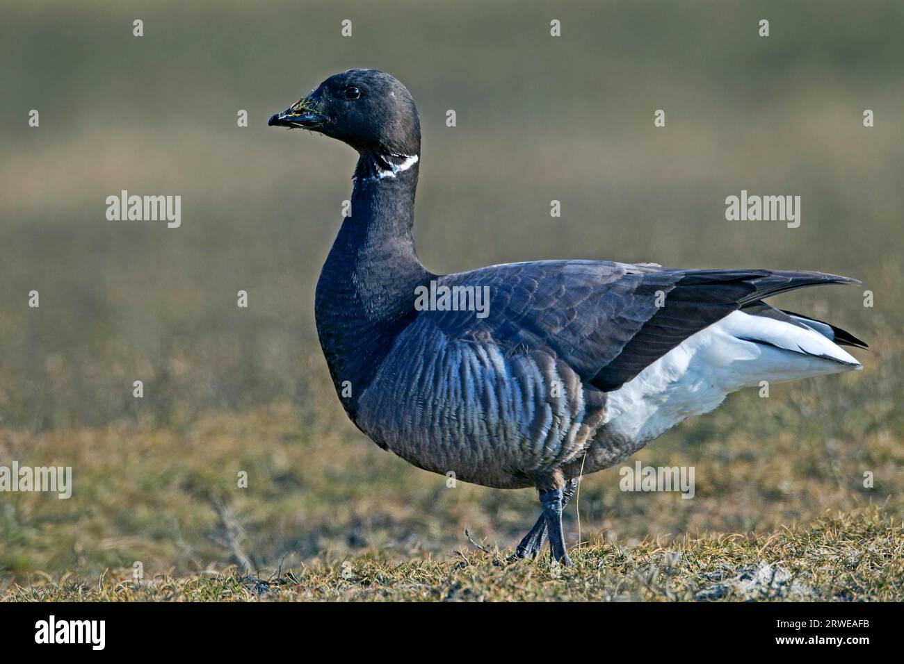 Brant goose (Branta bernicla), one of the largest oilfields, the BRENT ...