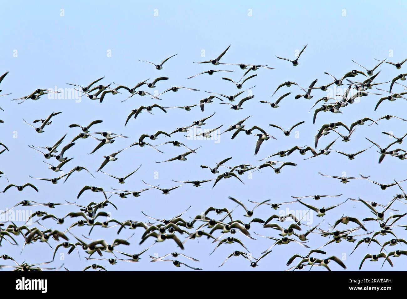 Barnacle geese reach a wingspan of 130, 145cm (Barnacle Goose) (Photo ...
