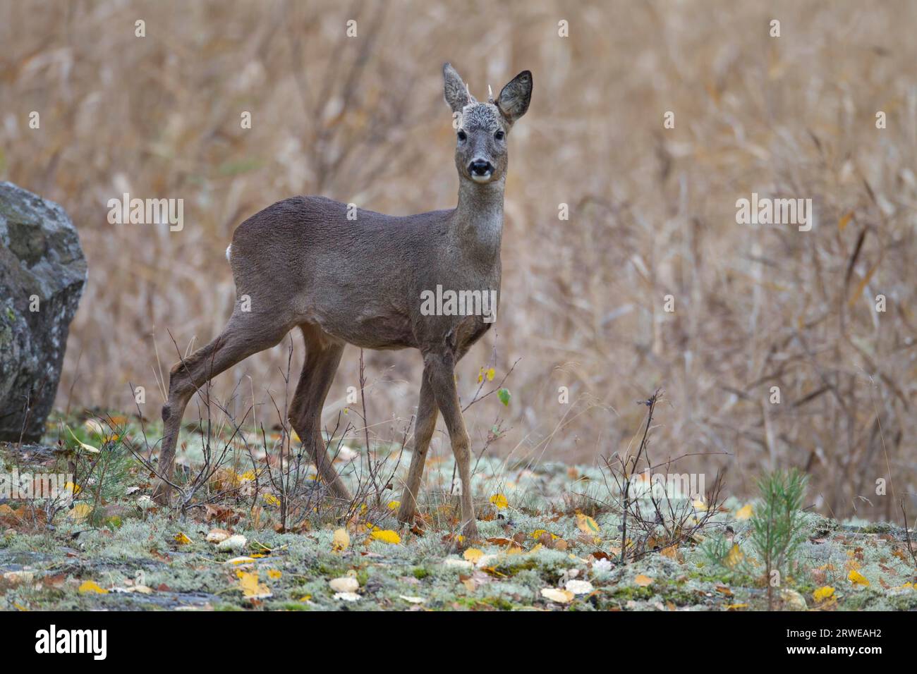 Roe Deer yearling in a Swedish forest between Reindeer Lichen (European ...
