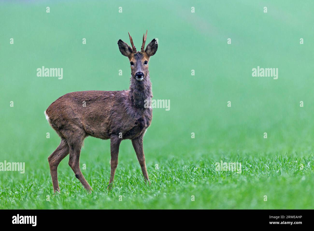 European roe deer (Capreolus capreolus), after shedding their antlers ...