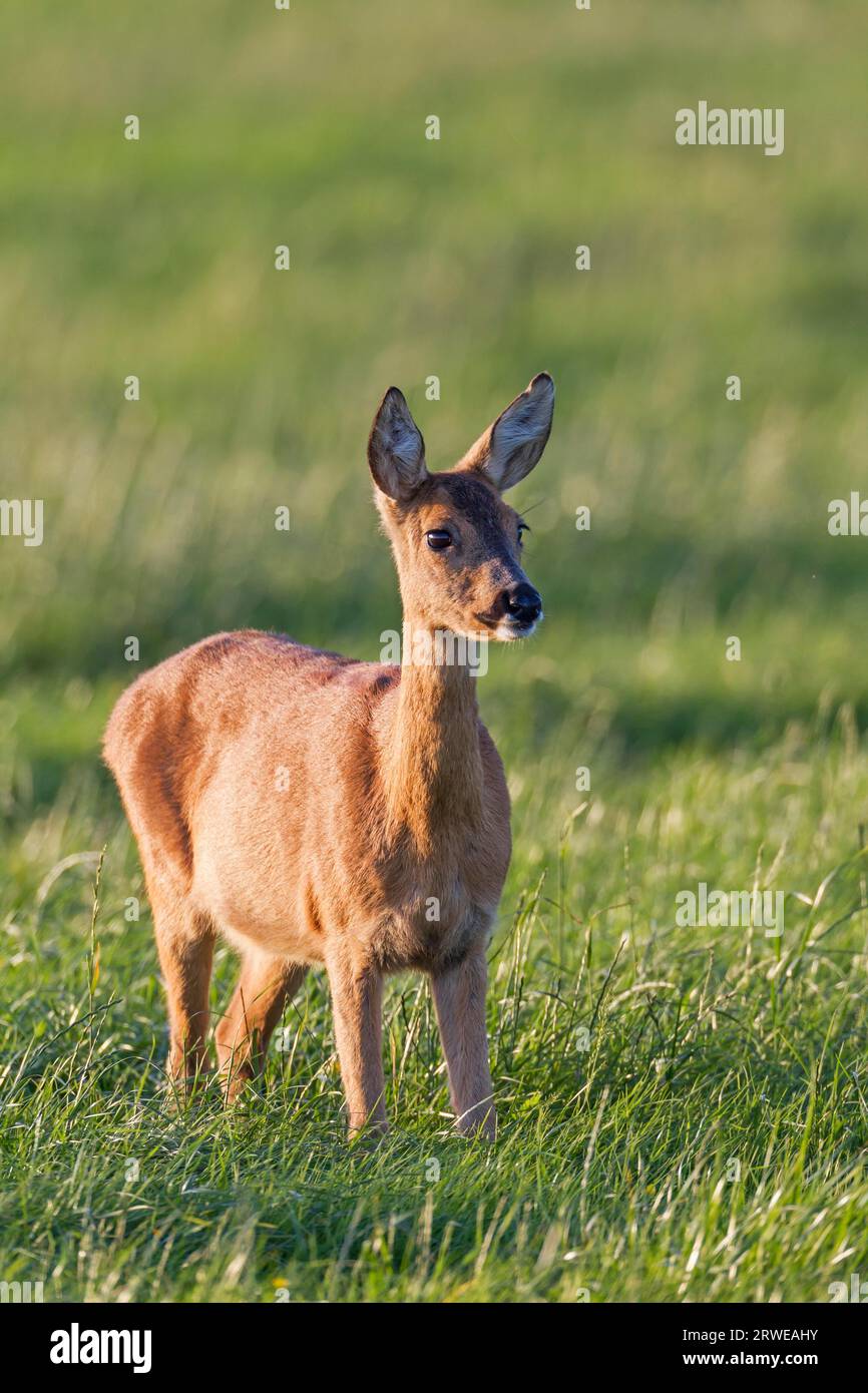 European roe deer (Capreolus capreolus) avoid meadows where sheep are ...