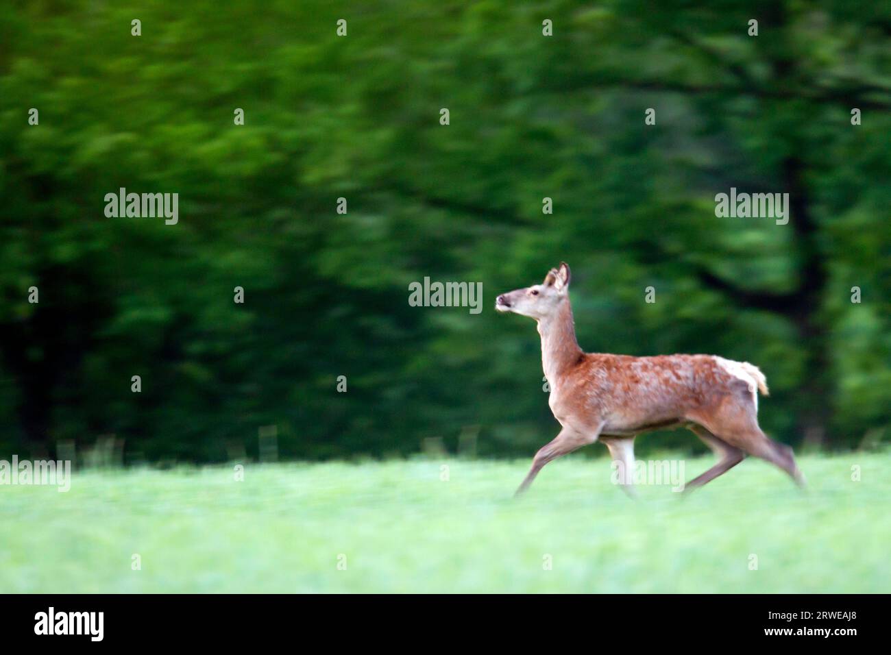 Red Deer (Cervus elaphus), in the phase of growth the velvet helps to ...