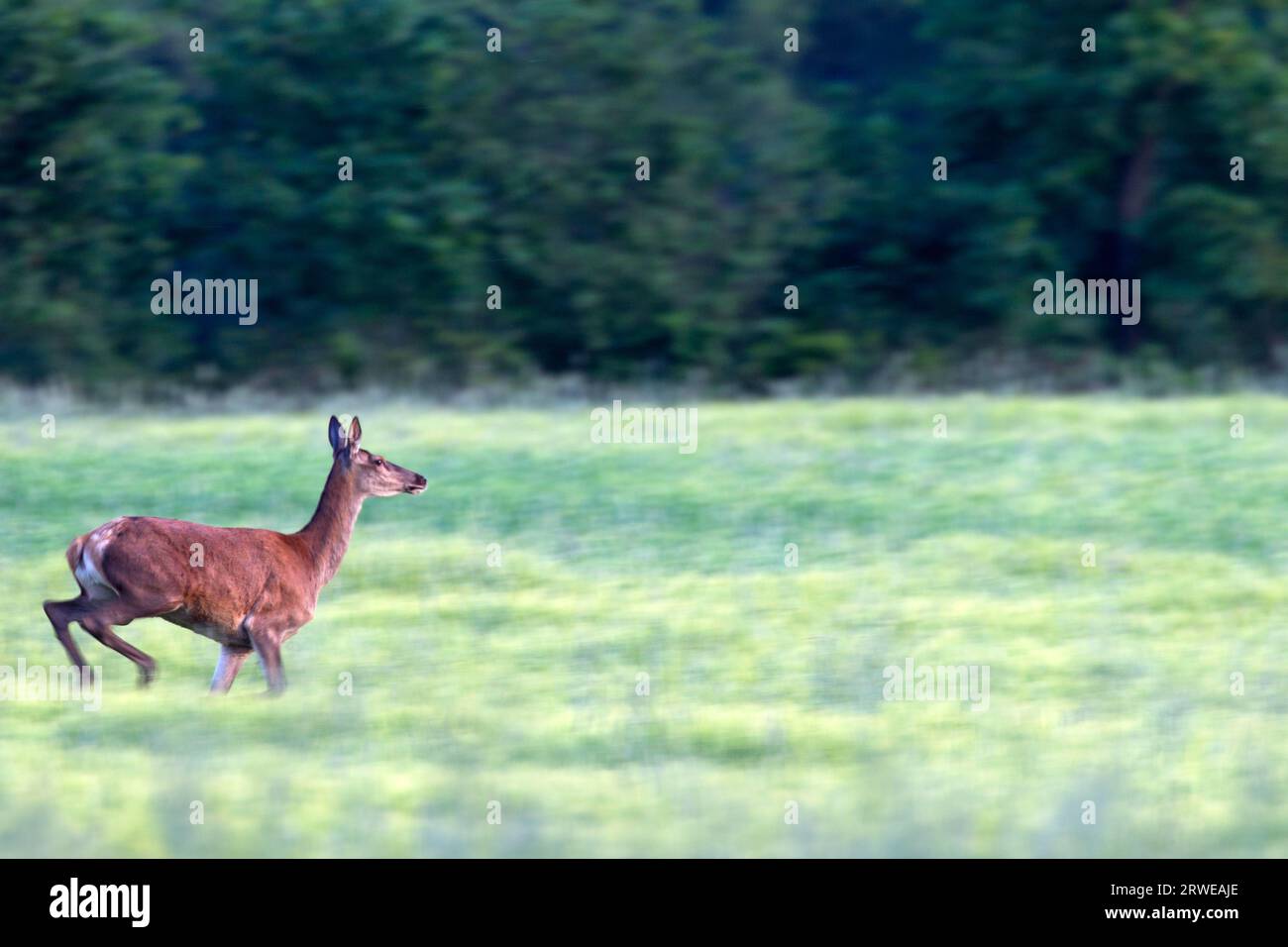 Red Deer (Cervus elaphus), in areas with limited food supply the ...