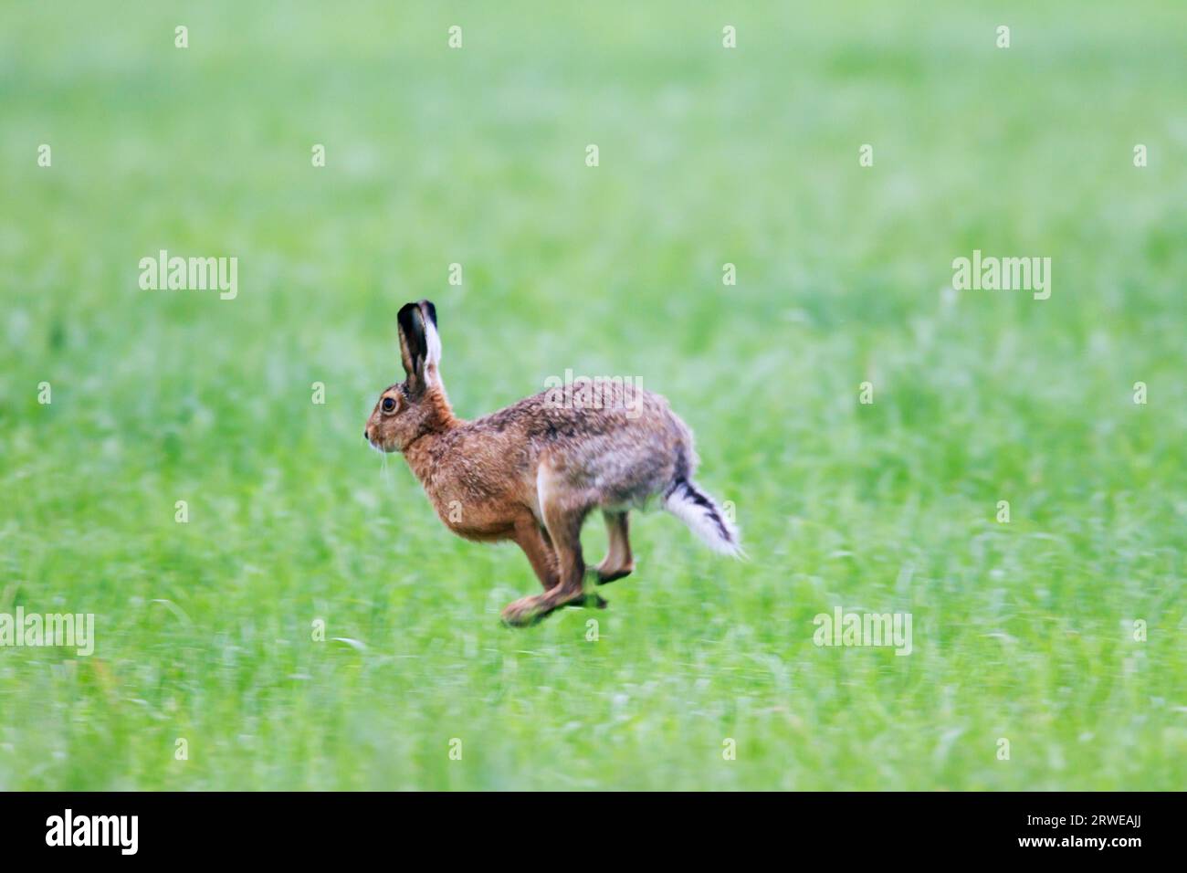 European hares (Lepus europaeus) can reach speeds of up to 70 Km h over ...