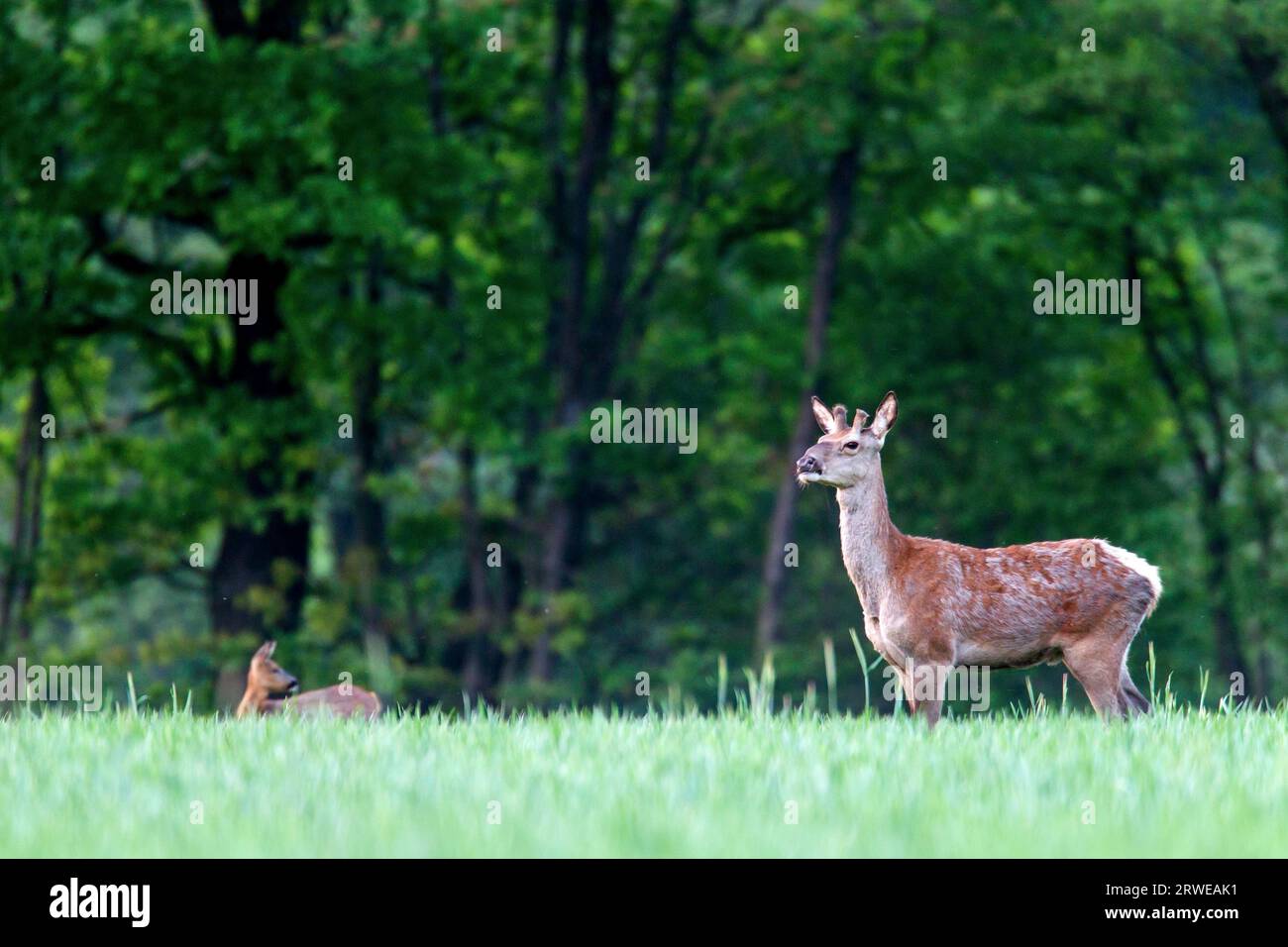 Red Deer (Cervus elaphus) (Capreolus capreolus), in the phase of growth ...