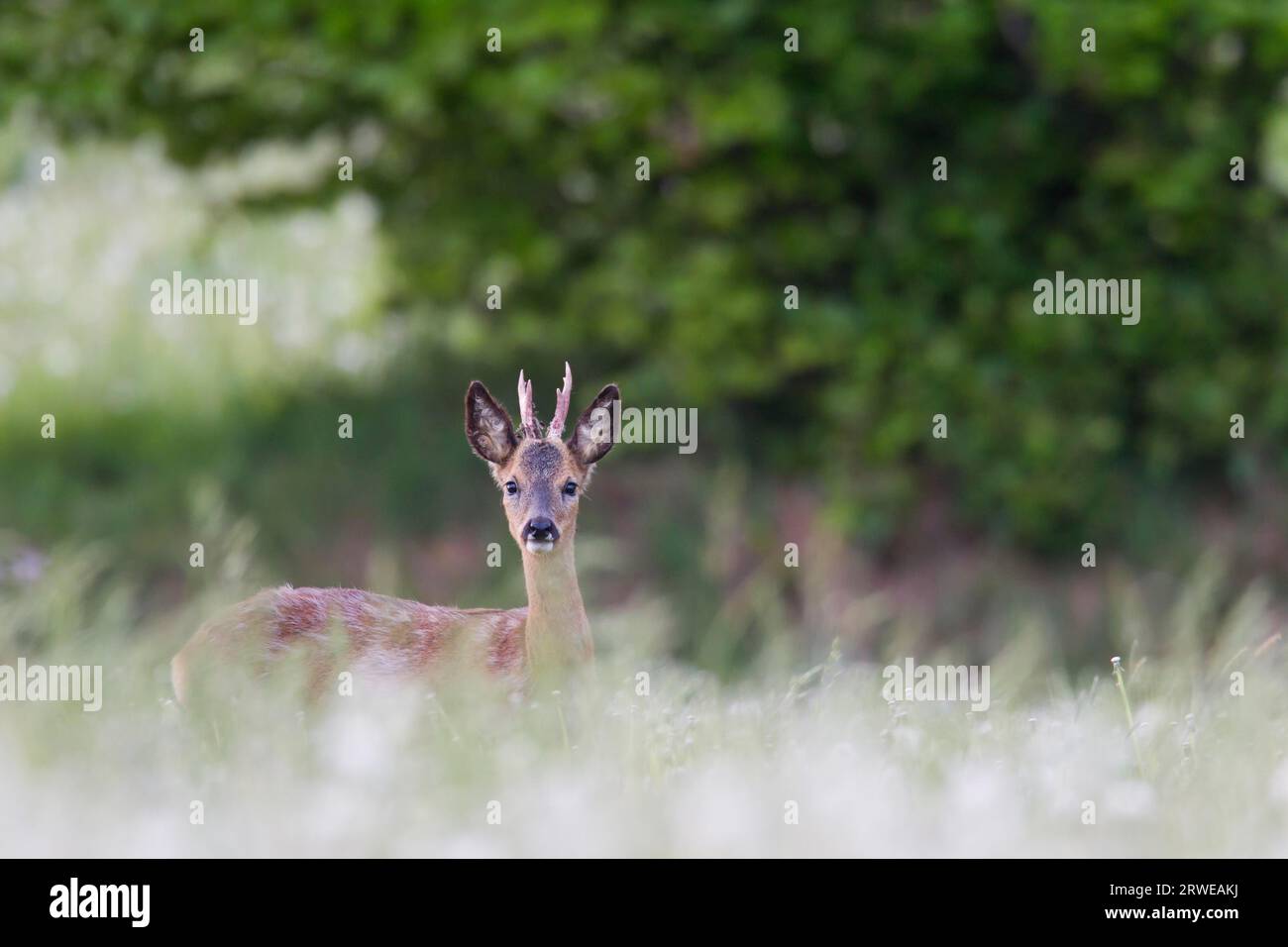 Roe Deer yearling in change of coat browses on a meadow with Dandelion ...